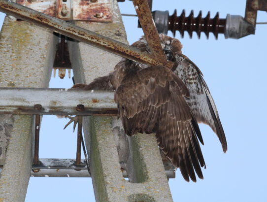 Conservation - Raptor Research Foundation